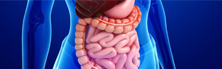 ¿Qué es el quimo? Glosario de ciencias | Ambientech