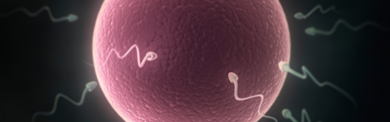 ¿Qué son los gametos? Glosario de ciencias | Ambientech