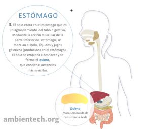 ¿Qué es el quimo? Glosario de ciencias | Ambientech